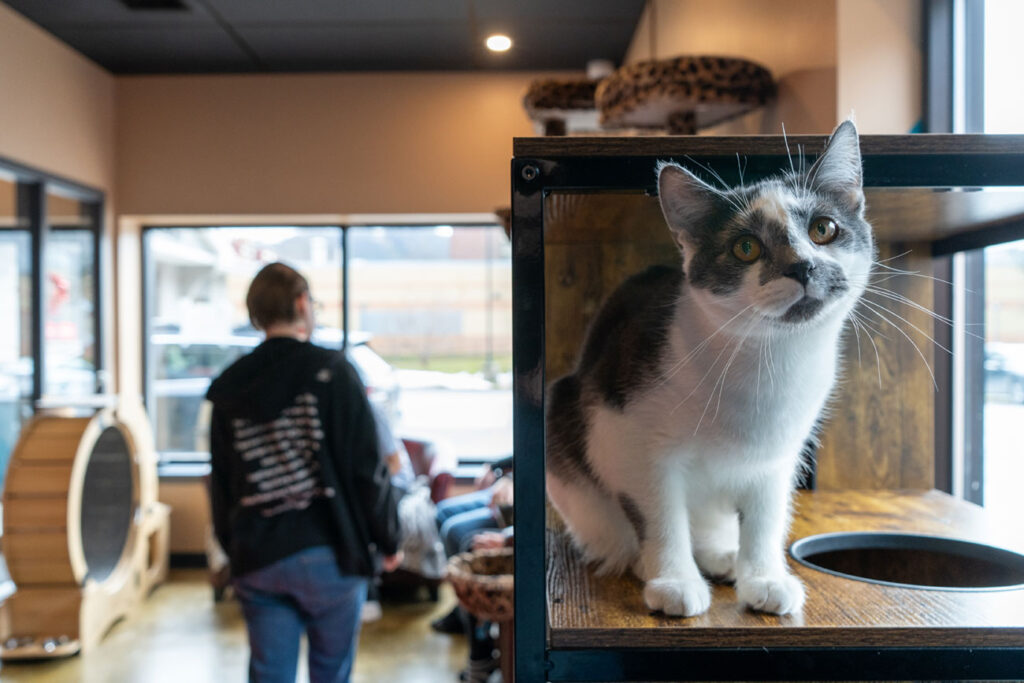 Rusty Cat Cafe - Johnstown's First Cat Cafe! | Visit Johnstown